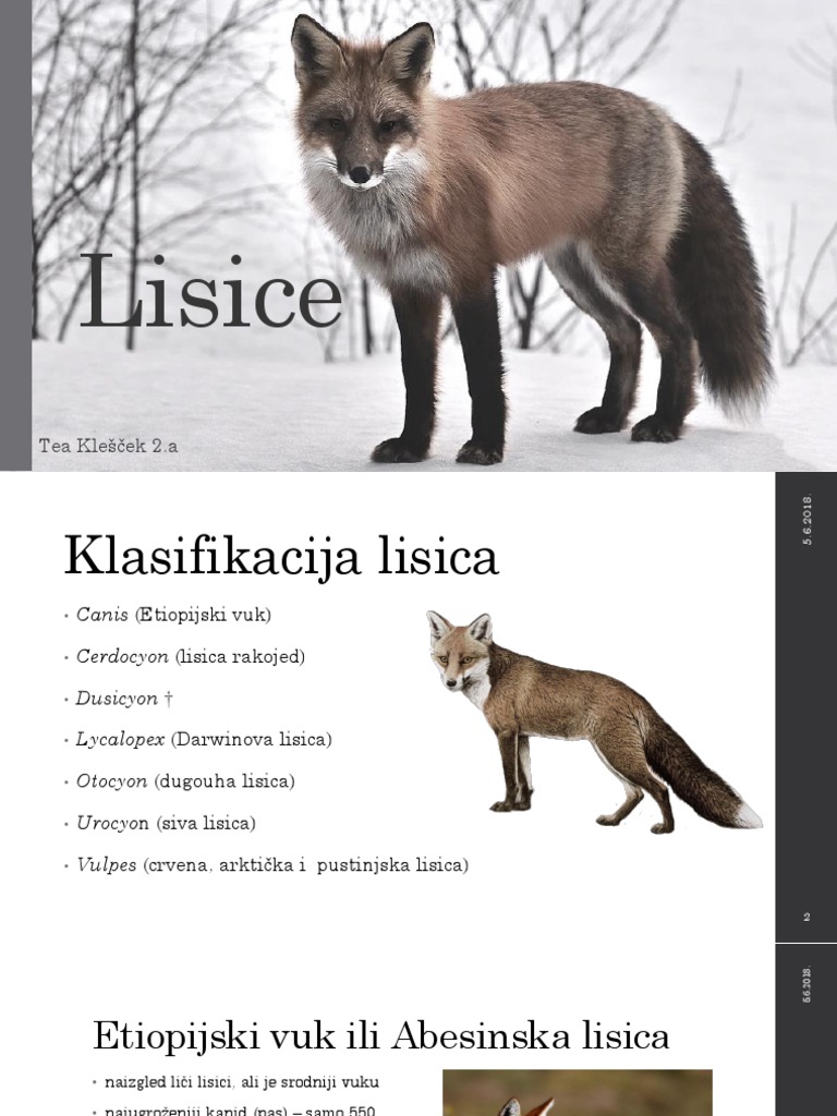 Lisice Prezentacija | PDF