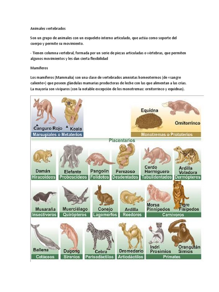Animales Vertebrados e Invertebrados Con Imagenes | PDF | Esqueleto ...
