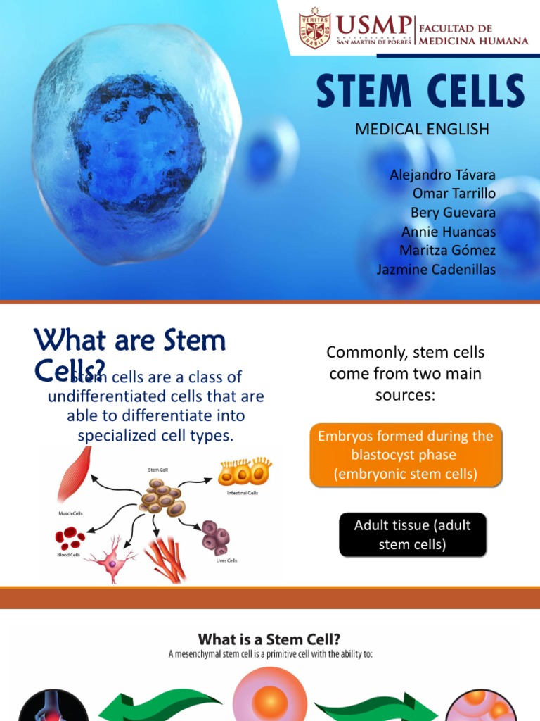 Stem Cells: Medical English | Download Free PDF | Cell Potency | Stem Cell