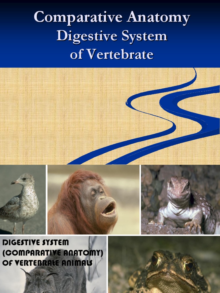 1. DIGESTIVE SYSTEM of VERTEBRATE-COMPARATIVE ANATOMY.ppt ...