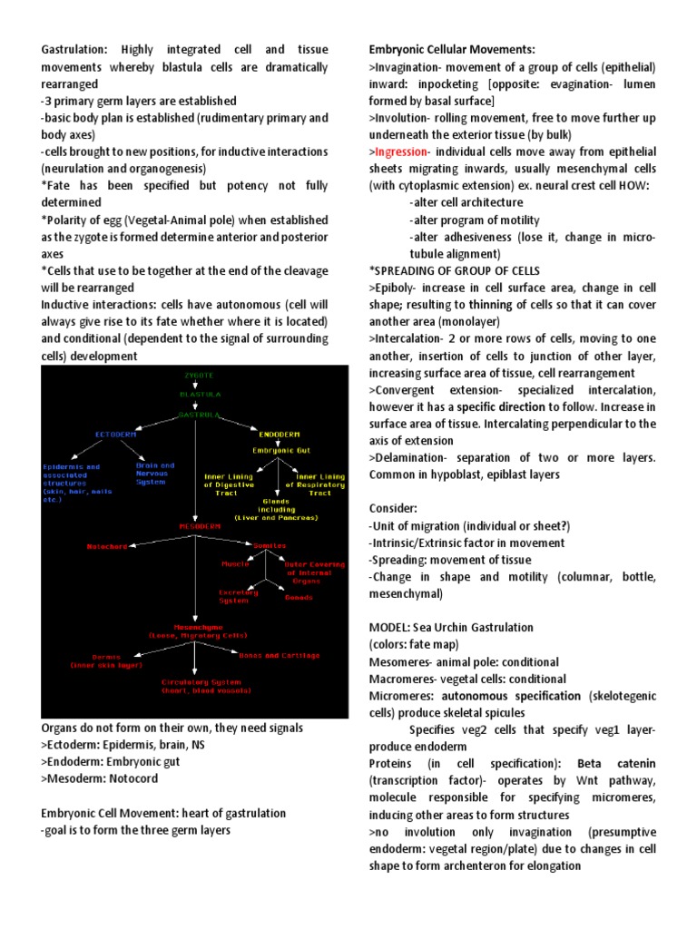Ingression: Embryonic Cellular Movements | PDF | Developmental Biology ...