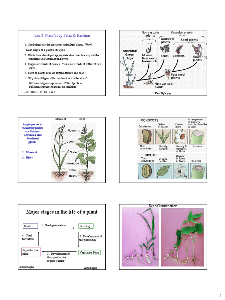 Plant Structure, Growth and Development | PDF | Tissue (Biology) | Root