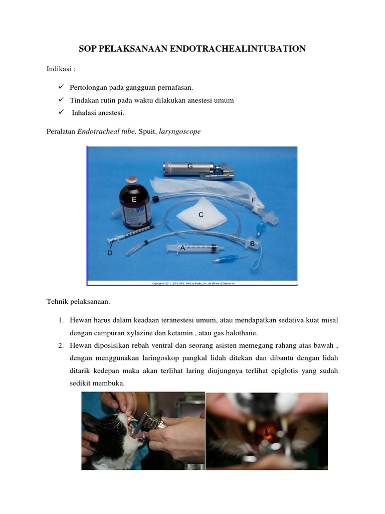 Sop Ett Kucing | PDF