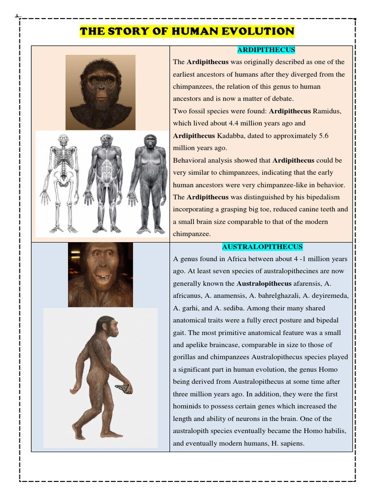 The Story of Human Evolution 8ths | PDF | Homo | Human Evolution
