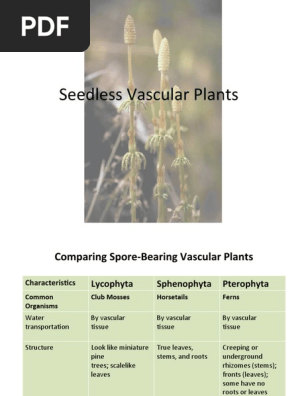 Sphenophyta Horsetails Diagram