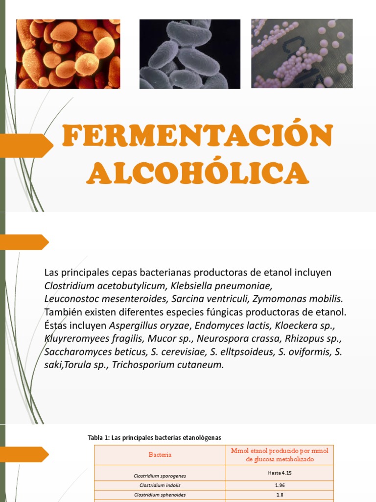 Fermentación alcohólica | Saccharomyces Cerevisiae | Levadura