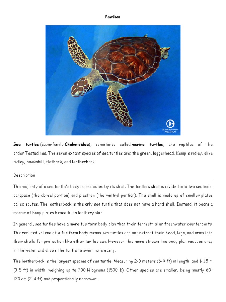 All About Pawikan | PDF | Sea Turtle | Turtle