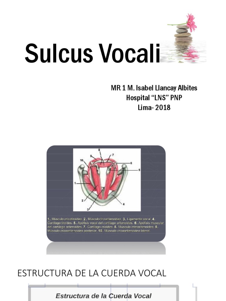 Sulcus Vocalis | PDF | Especialidades Medicas | Medicina CLINICA