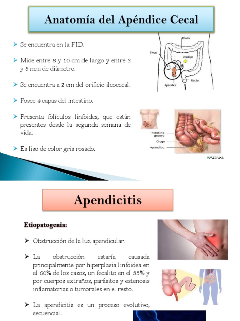 Anatomía Del Apéndice Cecal | PDF | Rtt | Ciencias de la Salud