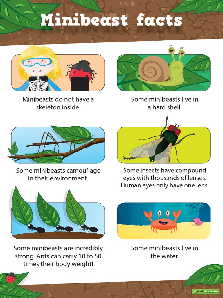 Minibeasts and Their Habitats | PDF | Science & Mathematics