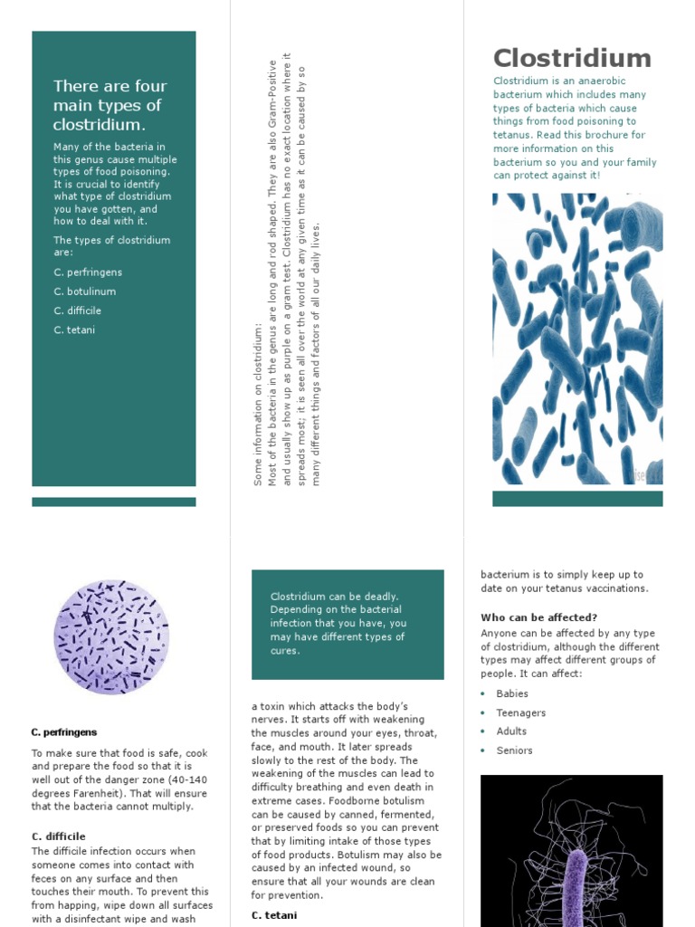 Clostridium: There Are Four Main Types of Clostridium | Download Free ...