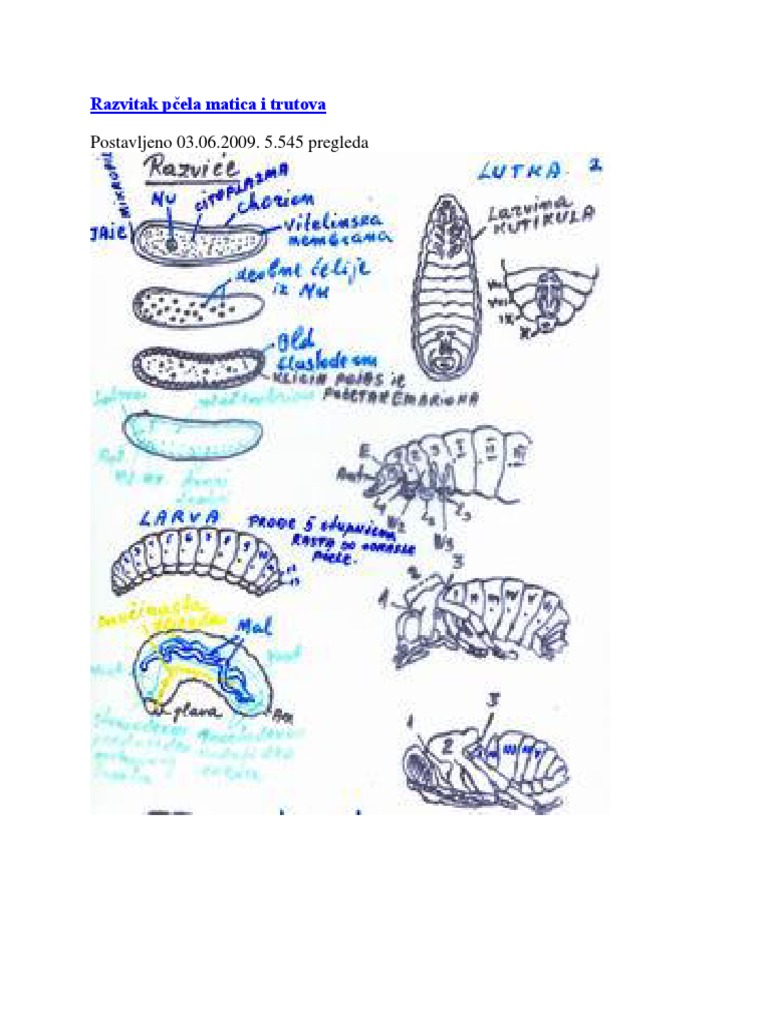 Razvitak Pcela Matica I Trutova | PDF