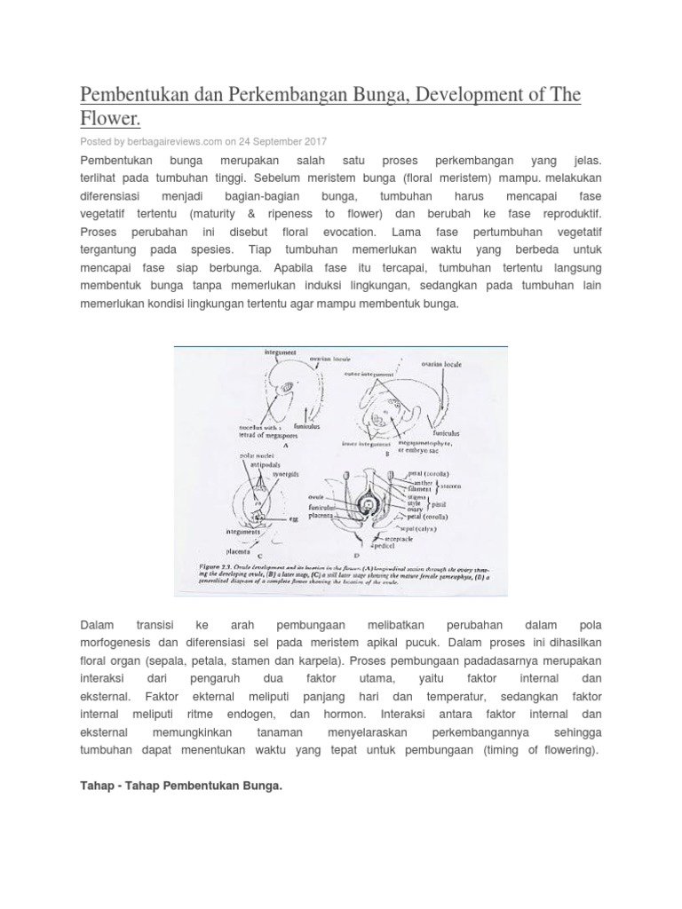Proses Pembentukan dan Perkembangan Bunga | PDF | Sains & Matematika