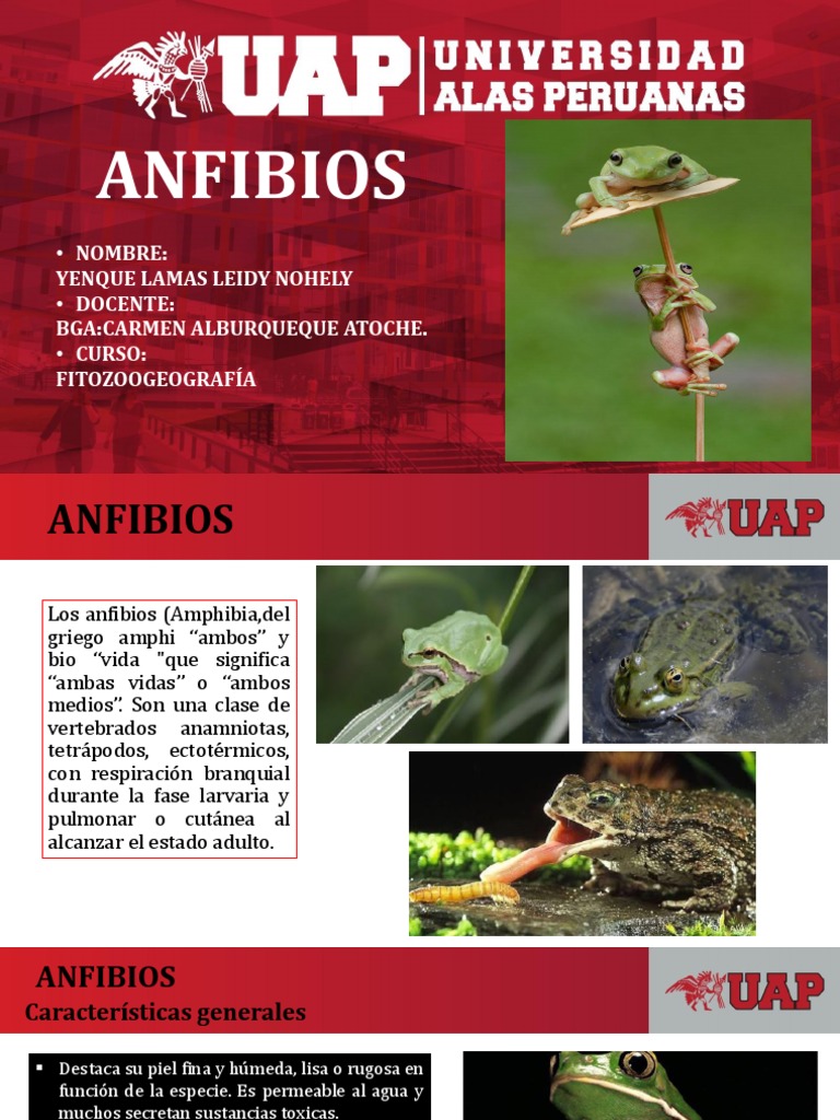 Mecanismos de Adaptacion de Los Anfibios | PDF | Anfibio | Rana