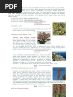 Ruze Topalovic Katalog | PDF