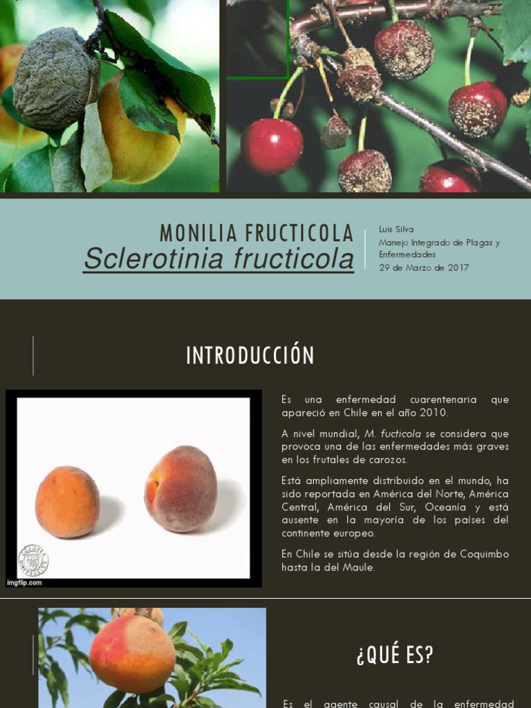 Monilinia Fructicola | PDF | Hongo | Flores
