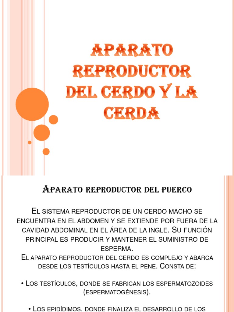 Aparato Reproductor Del Cerdo y La Cerda | PDF | Testículo | Semen