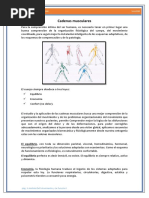 Motoneuronas Alfa y Gamma | PDF | Neurona motora | Músculo