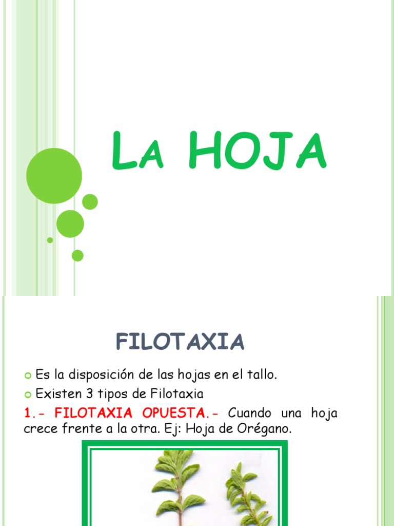 Clase 7 Hoja Filotaxia | Hoja | Cilantro