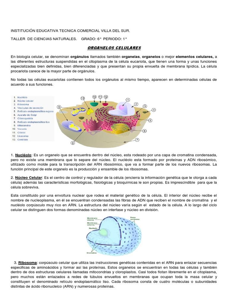 Organelos Y Sus Funciones Célula: Estructura Y Funciones