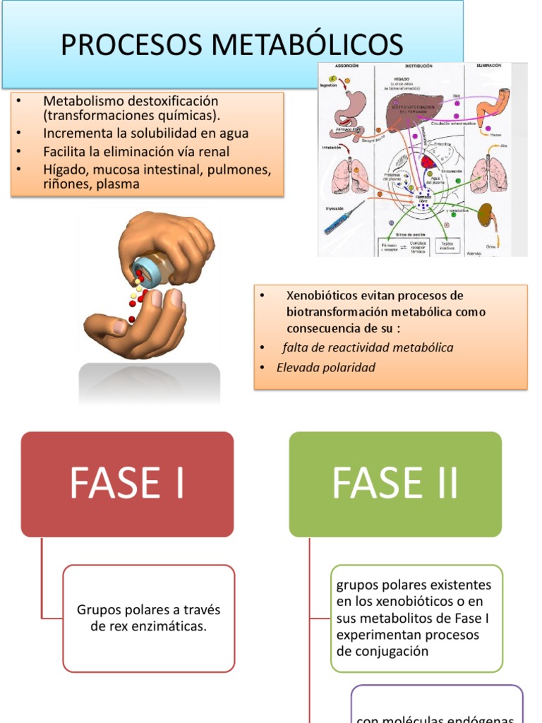 PROCESOS METABÓLICOS - PPTXQF | PDF | Metabolismo | Bioquímica