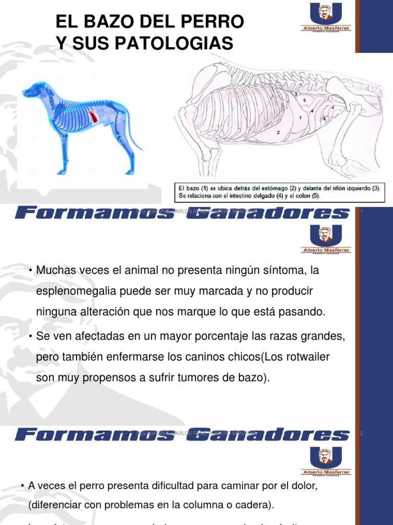 Patologías del Bazo en Perros | PDF | Bazo | Cáncer