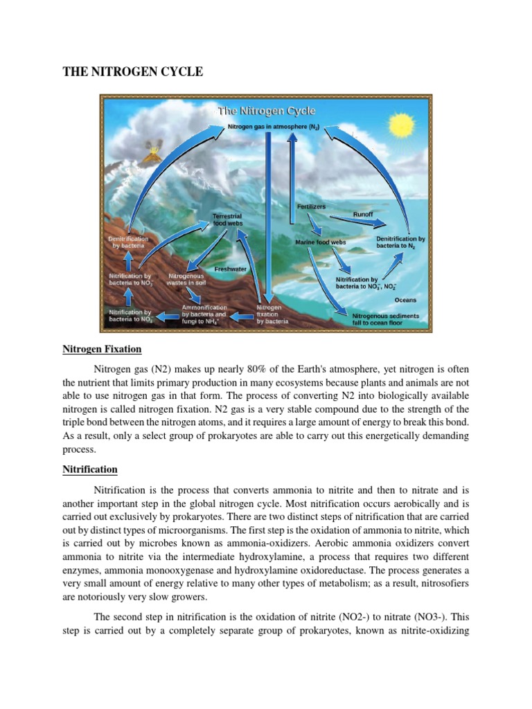 The Nitrogen Cycle Explained | PDF | Carbon Cycle | Earth Sciences