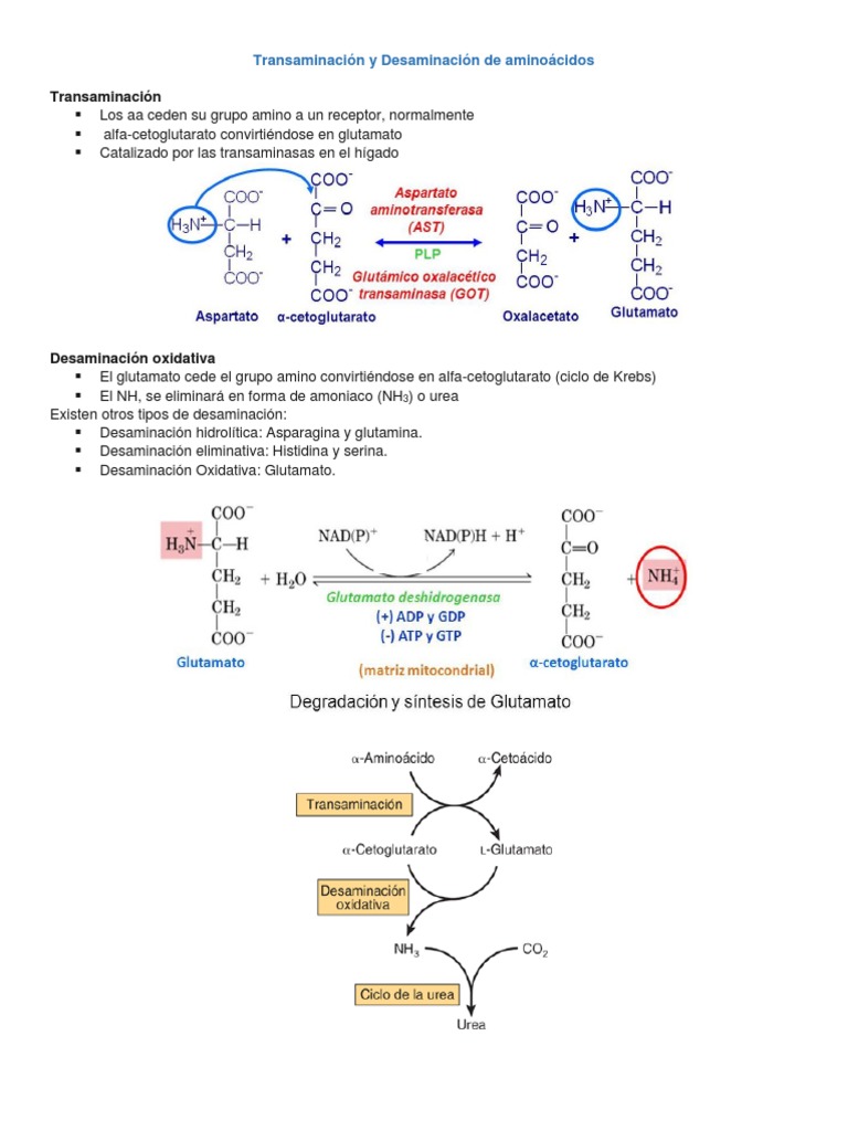 Transaminación y Desaminación de Aminoácidos | PDF