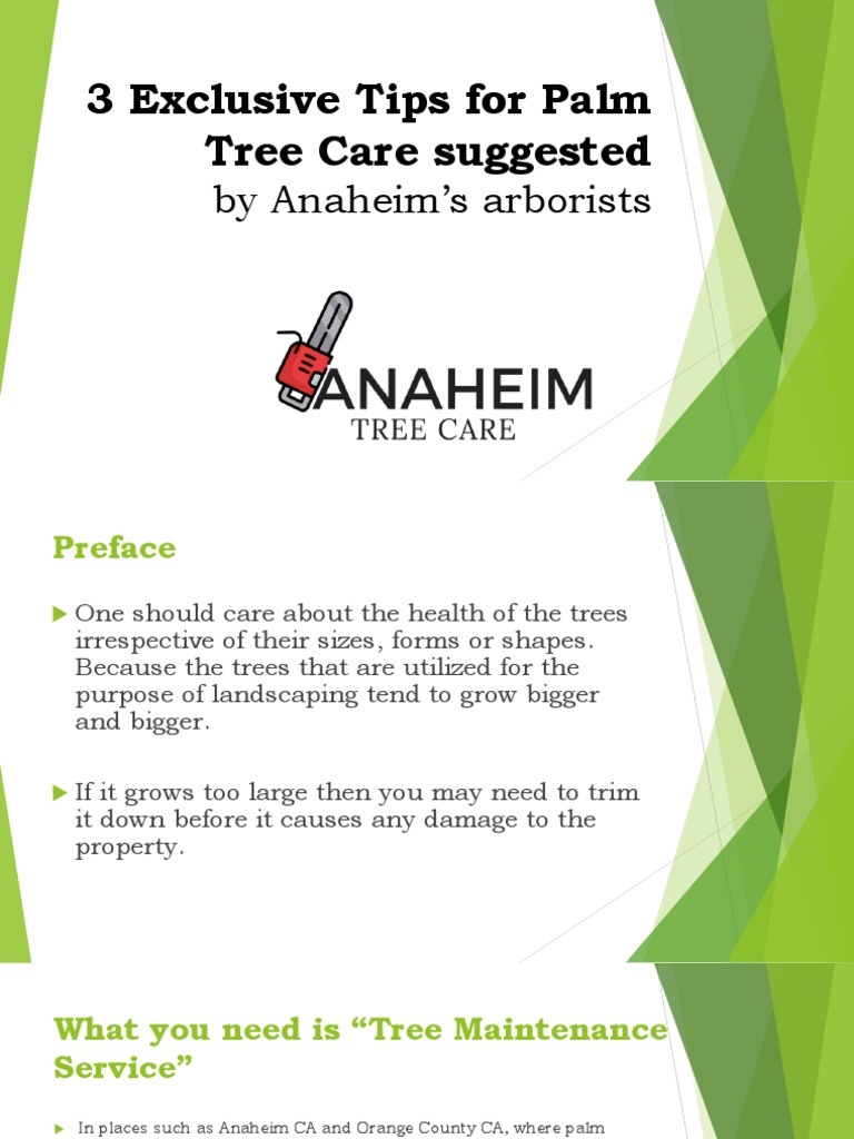 3 Exclusive Tips For Palm Tree Care Suggested by Anaheim's Arborists ...