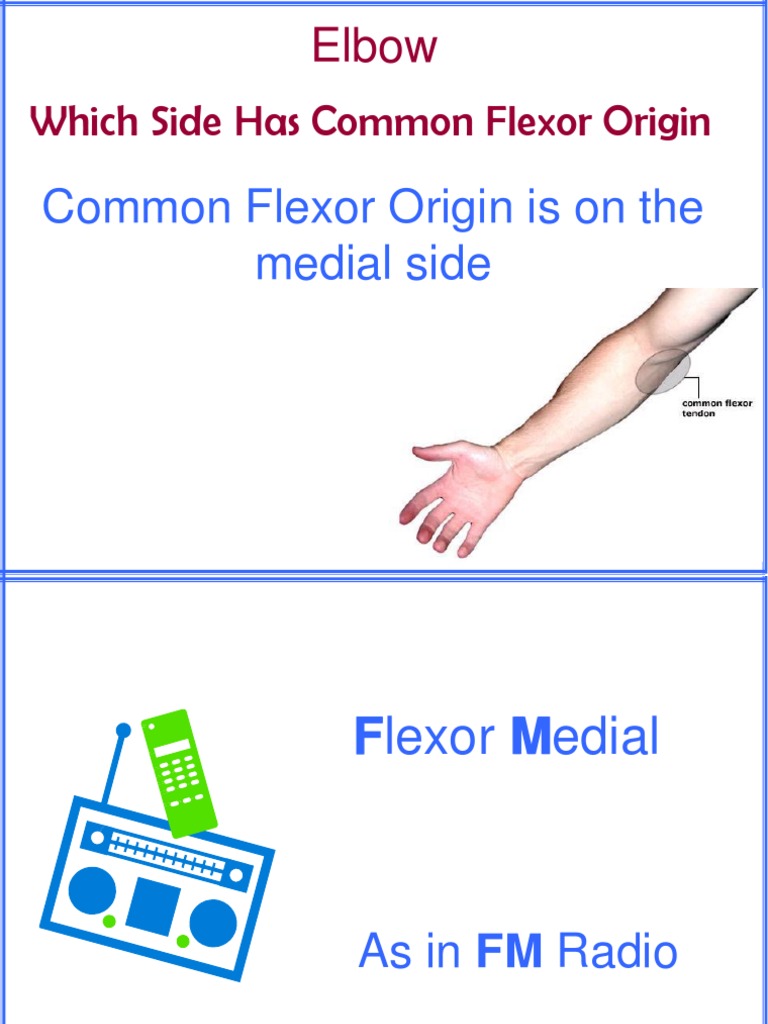 Which Side Has Common Flexor Origin: Elbow | PDF