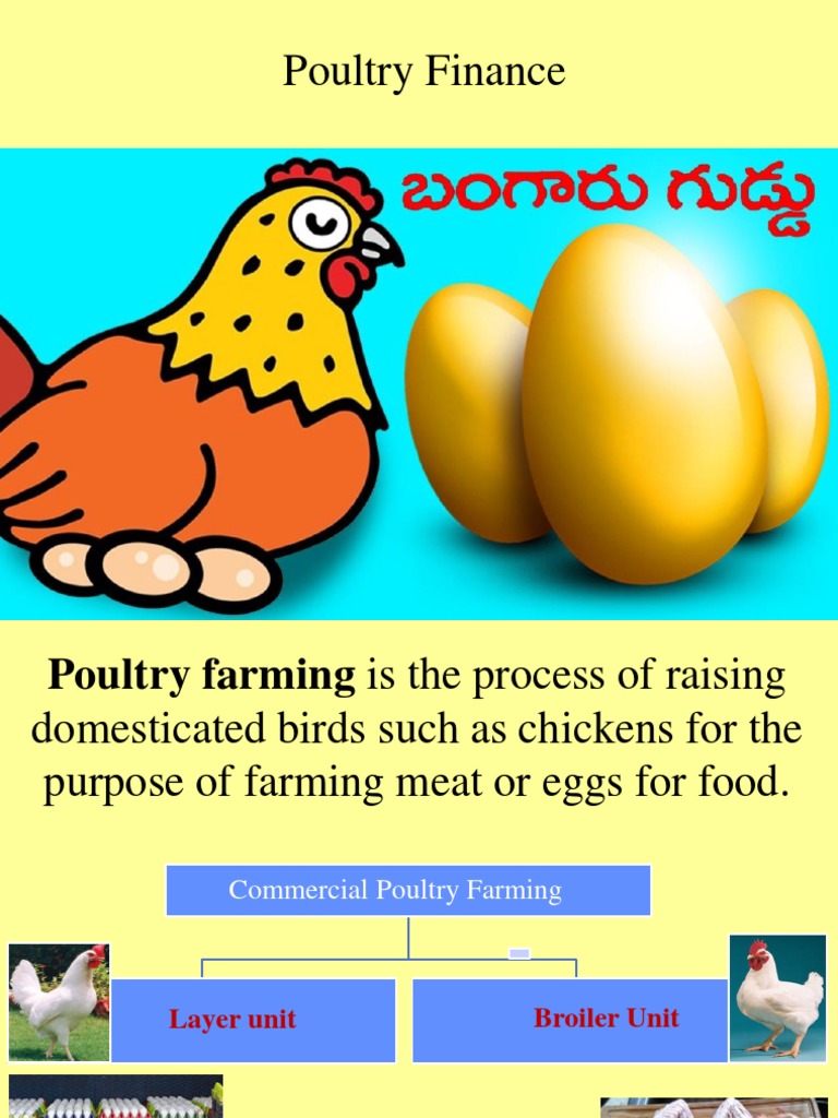 Poultry-Basics 123 Slides | PDF | Chicken | Poultry Farming