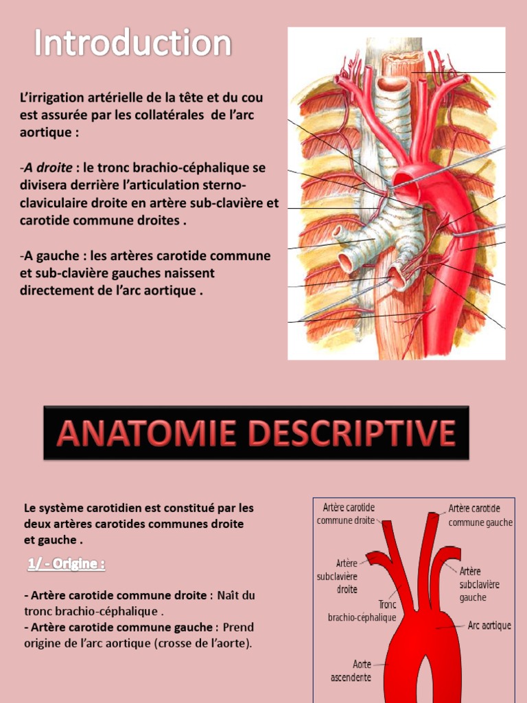Carotides 27 | PDF | Aorte | Artère carotide commune