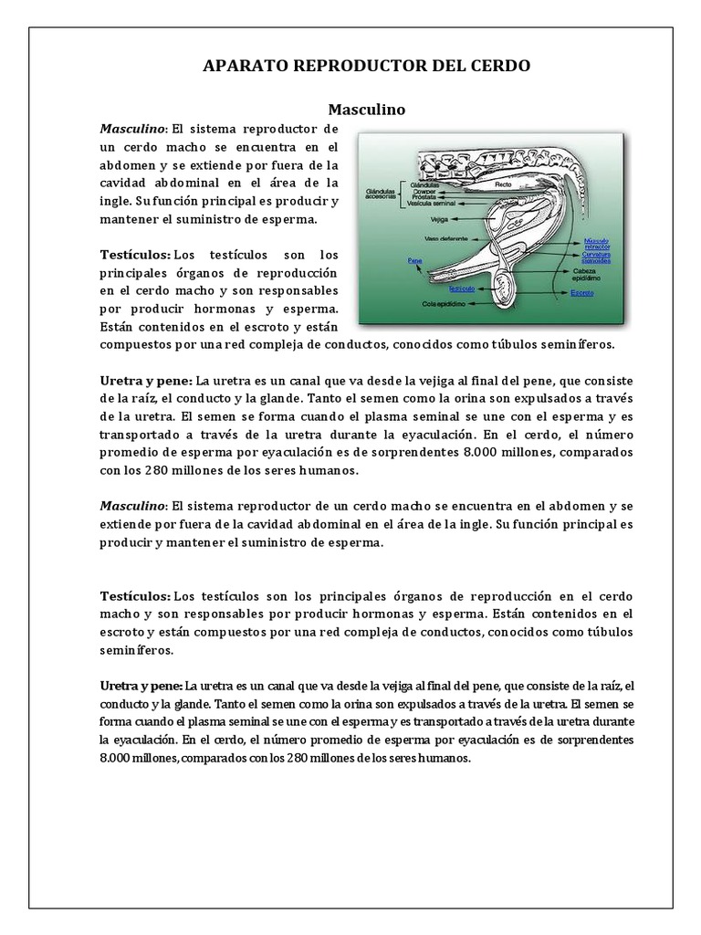 Aparato Reproductor Del Cerdo Hembra y Macho | Semen | Testículo