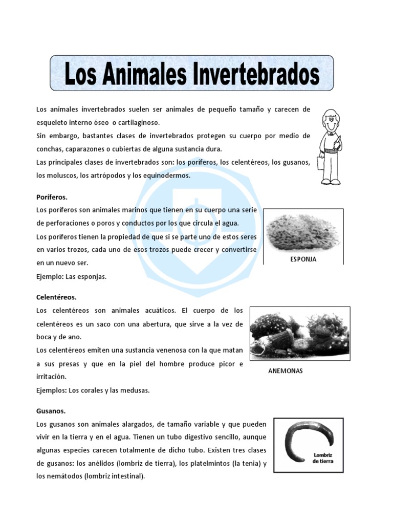 Ficha de Trabajo Invertebrados | PDF | Esponja | Moluscos