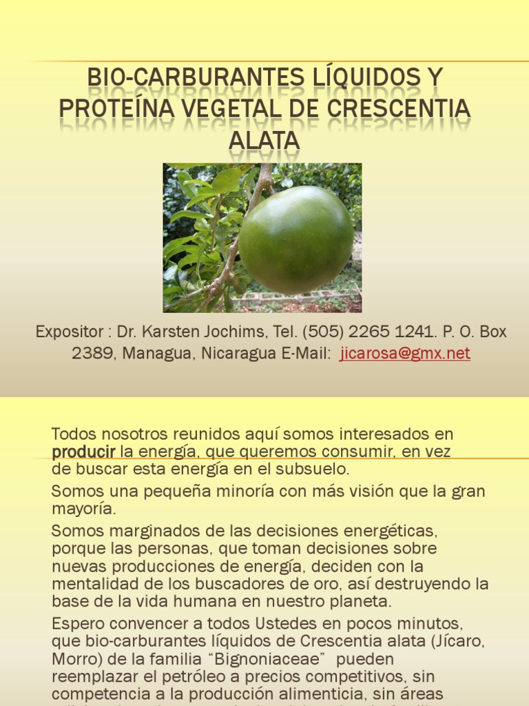 Tutuma | PDF | Murciélago | Arboles