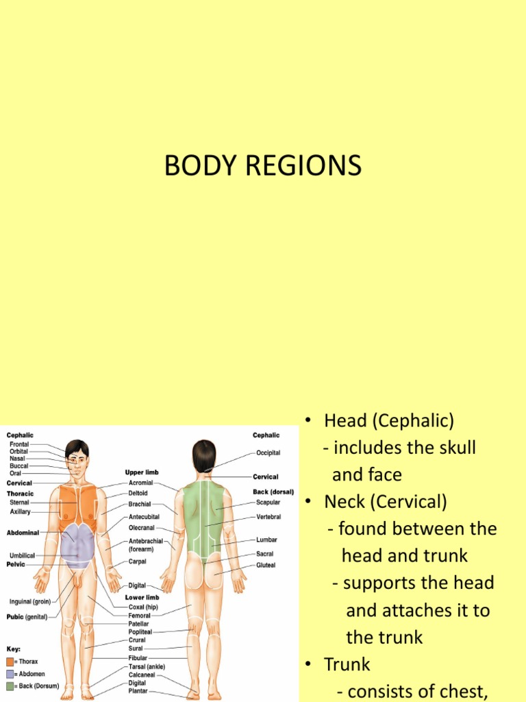 Language of Anatomy | PDF | Anatomical Terms Of Location | Zoology