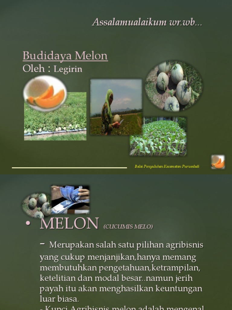 Budidaya Melon | PDF