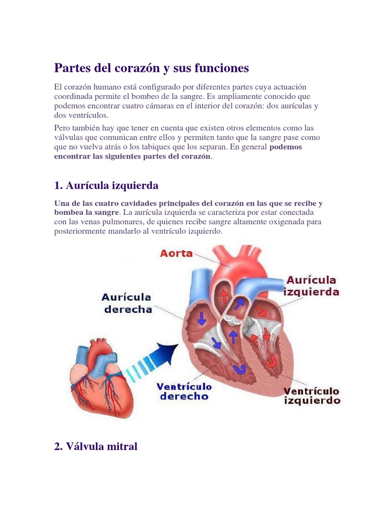 Partes Del Corazón y Sus Funciones | PDF