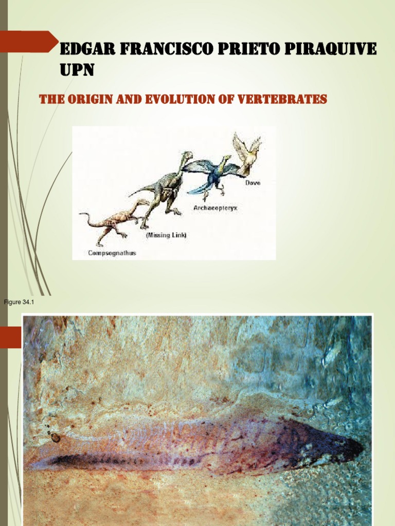 Vertebrate Evolution EP | PDF | Homo | Amphibian