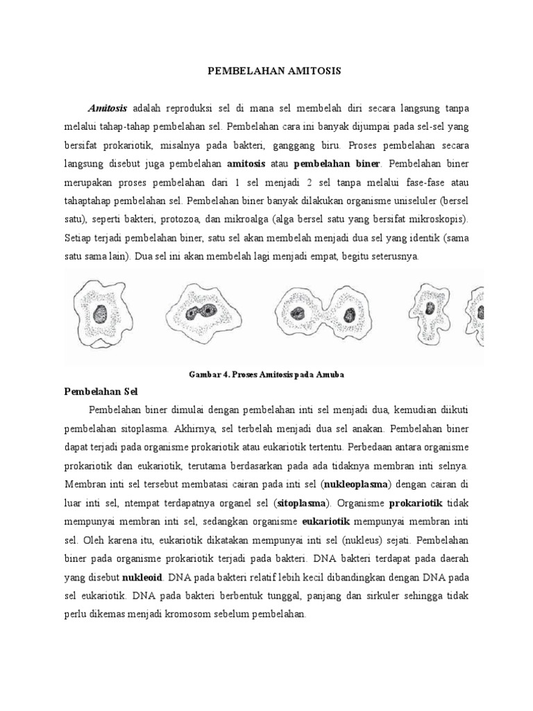 Pembelahan Amitosis | PDF | Sains & Matematika