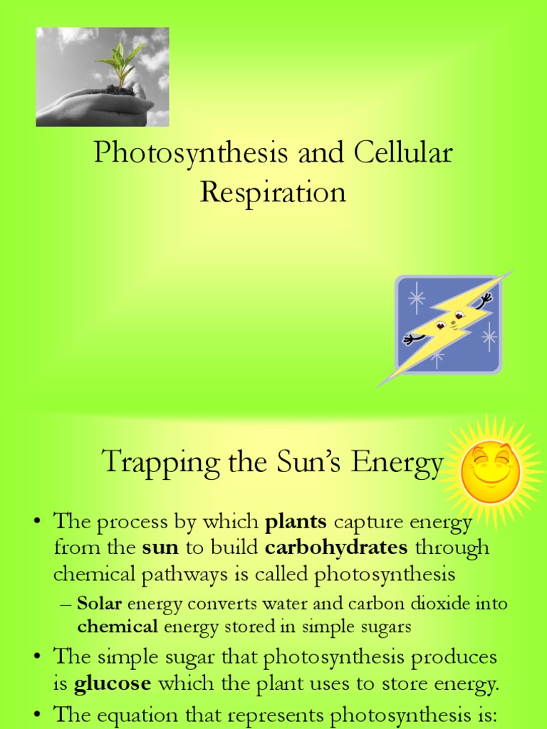 Photosynthesis and Cellular Respiration Notes New 1228089552907949 8 ...