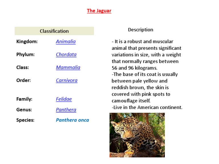 Presentación Jaguar Biologia | PDF