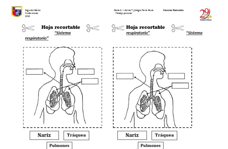 Hoja De Trabajo Del Sistema Respiratorio Con Banco De Palabras