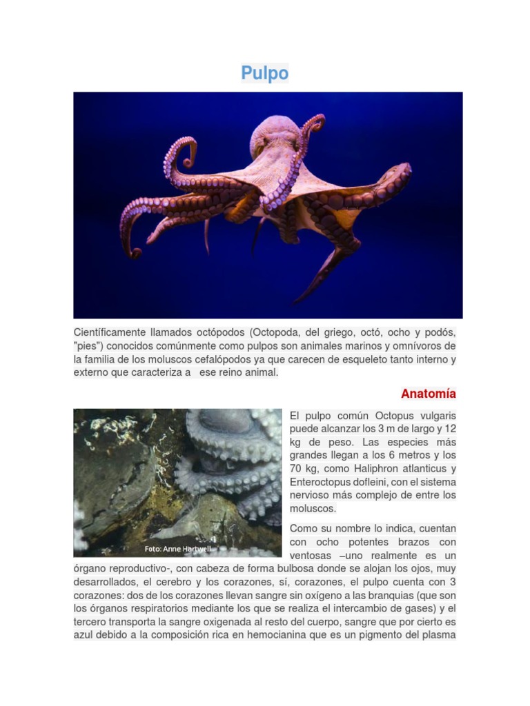 Anatomía Interna Del Pulpo