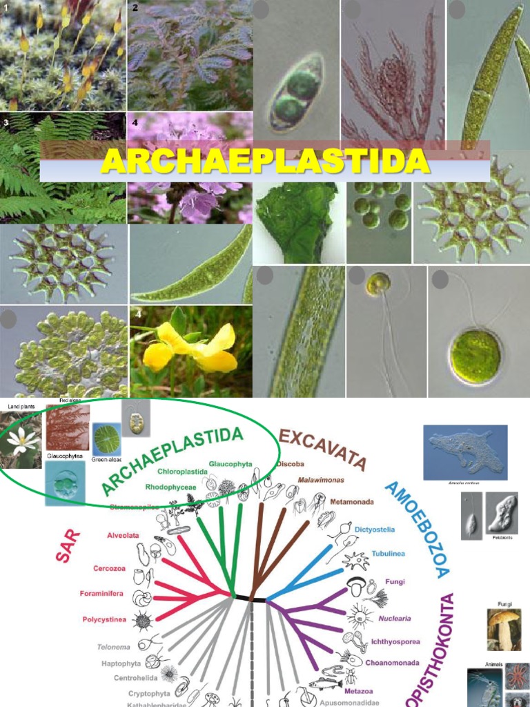 Archaeplastida y Glaucophyta - 2016 | PDF | Algas | Cloroplasto