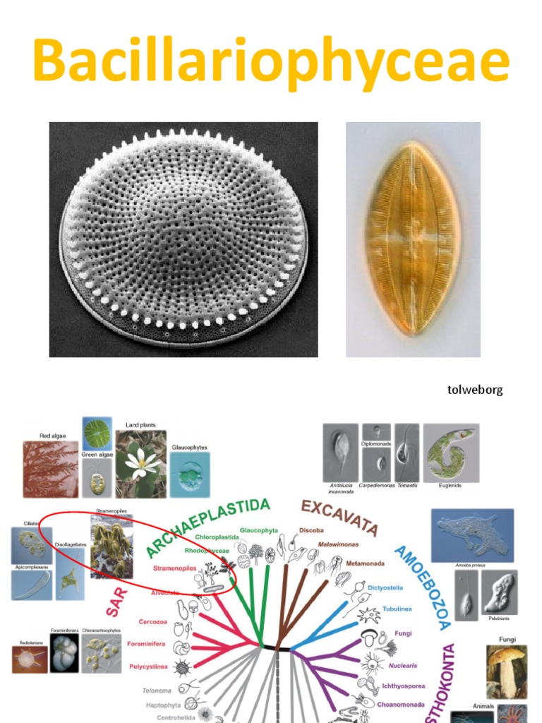 Bacillariophyceae PDF | Descargar gratis PDF | Organismos acuáticos | Algas