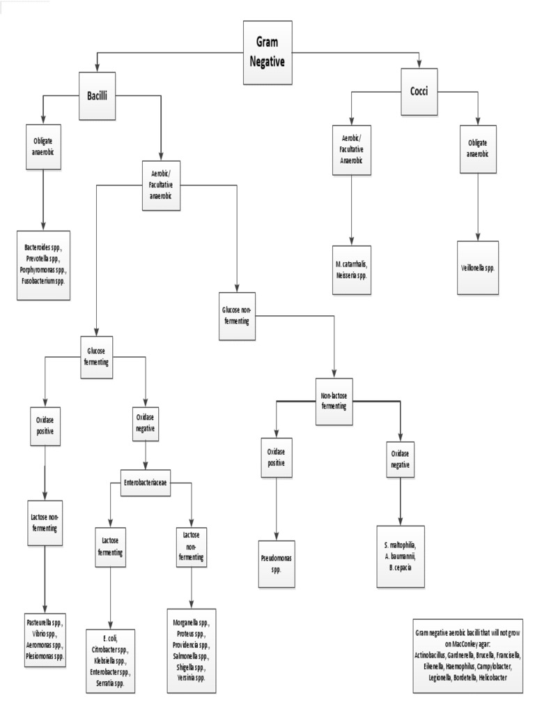 Gram Positive Rods Flowchart