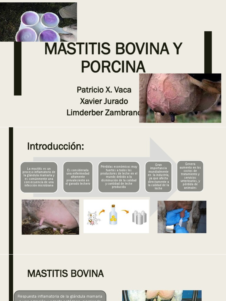Mastitis Bovina Y PORCINA Expo | PDF | Leche | Epidemiología