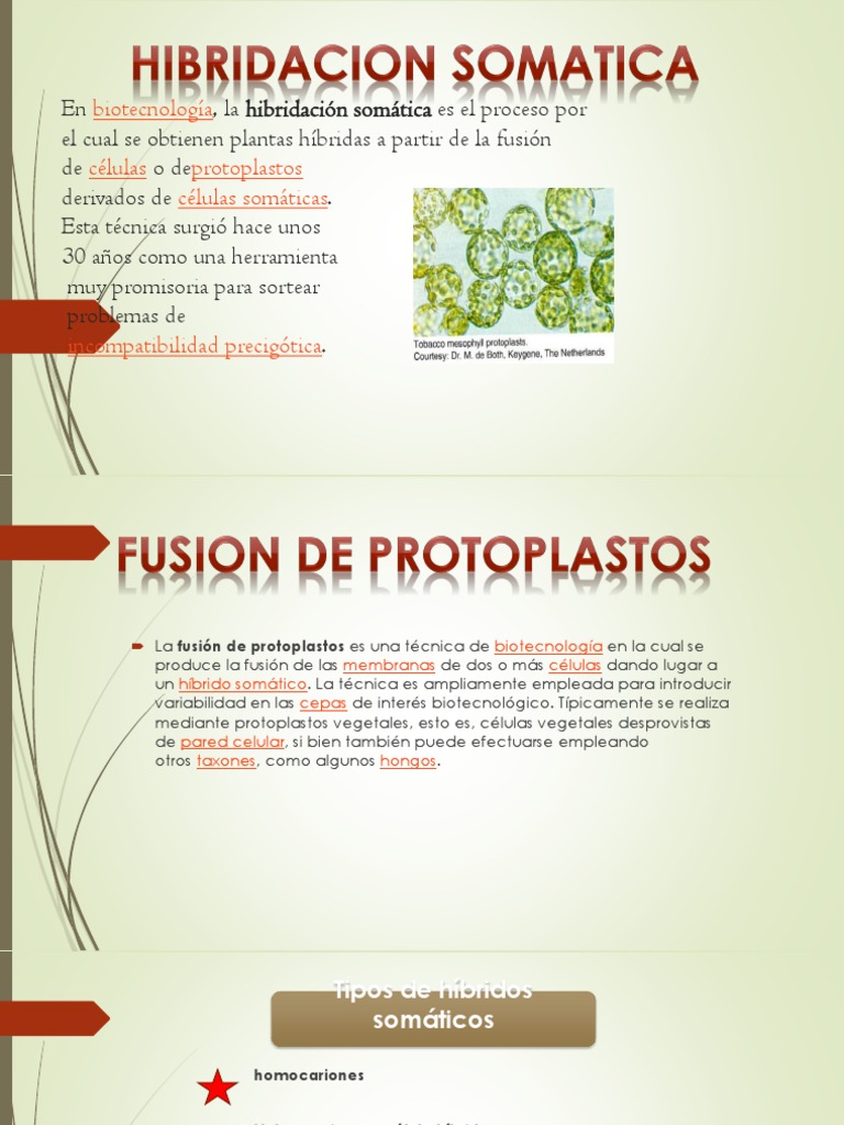 Fusion de Protoplastos Final Completo | Biología Celular) | Membrana ...