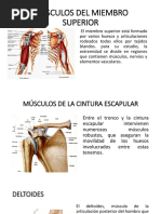 A34 Compartimentos Musculares Del Brazo y Antebrazo DR Daniel Lopez ...